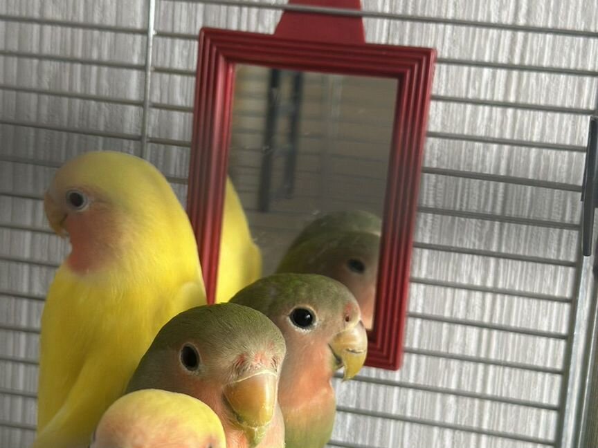 4 Попугай неразлучники с клеткой