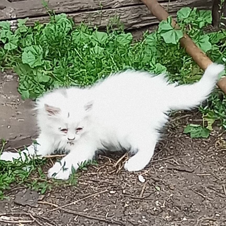 Котята в добрые руки бесплатно