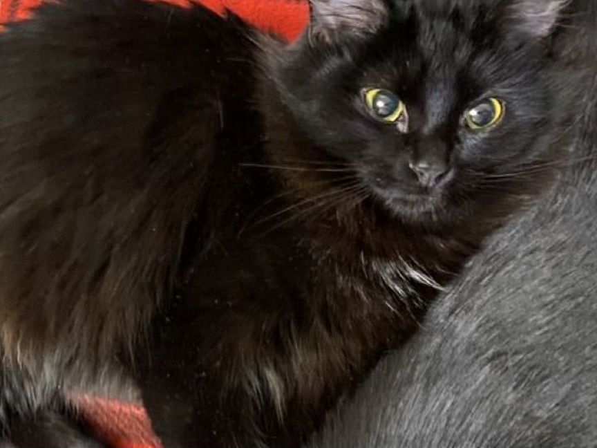 Кошка в дар бесплатно