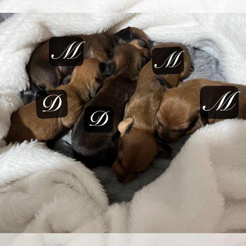 Кроличья такса, щенок