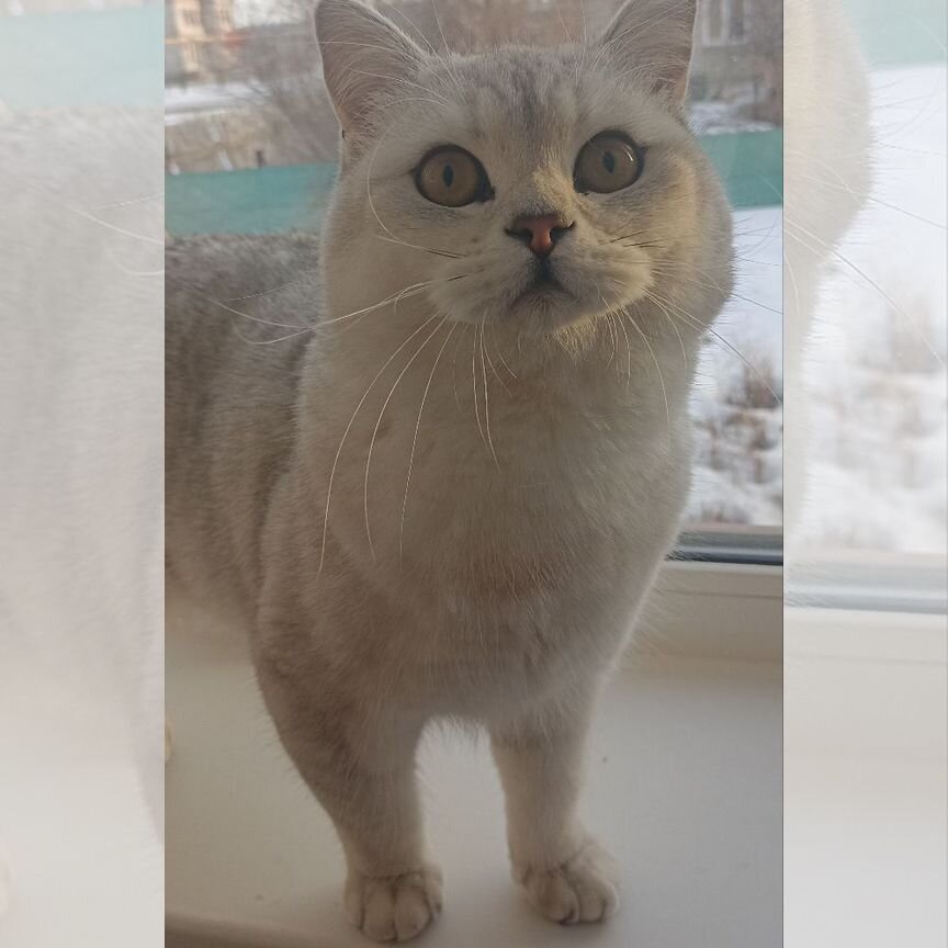 Вязка кошек