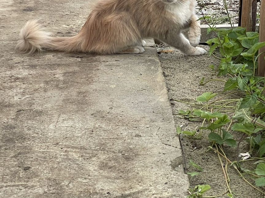 Кошачка бесплатно