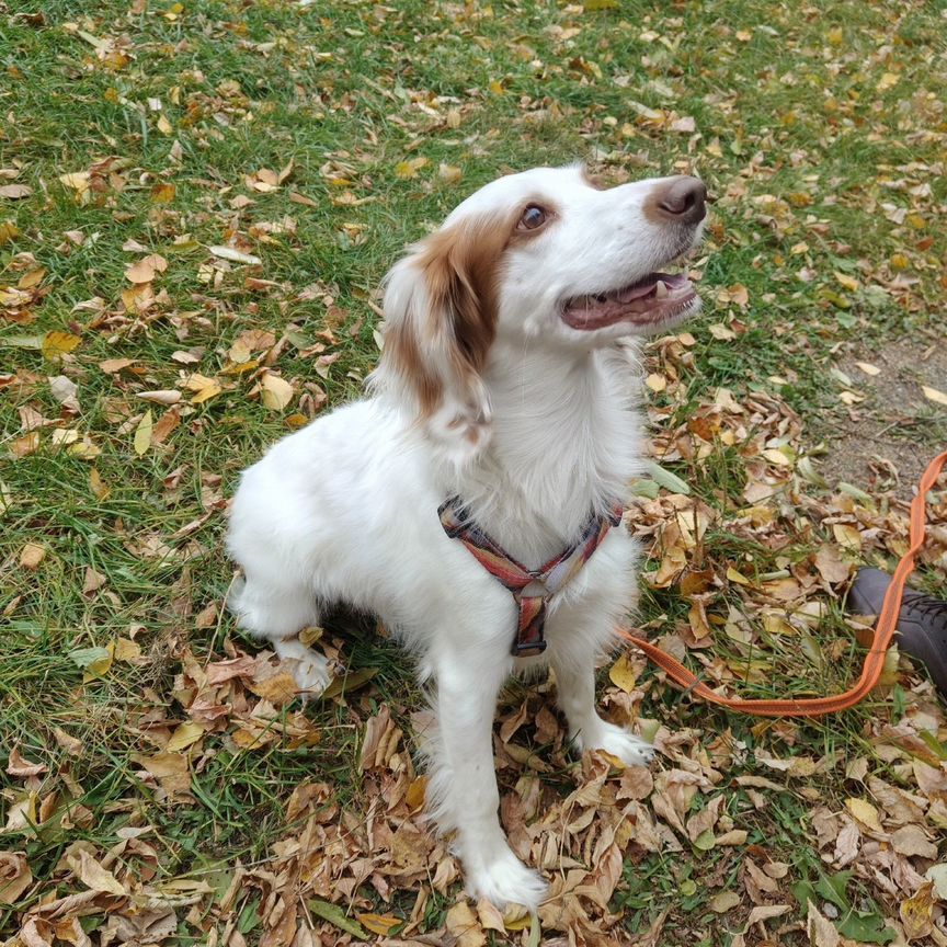 Собака в добрые руки