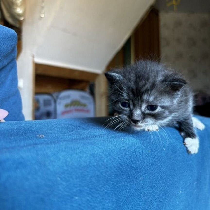 Котенок девочка 1 месяц