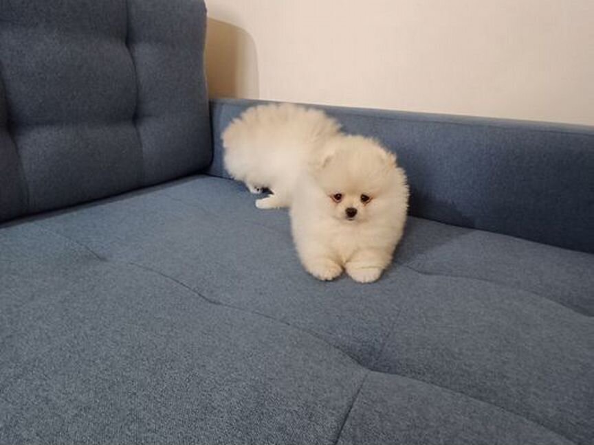 Прелестные мини-шпицы ждут вас