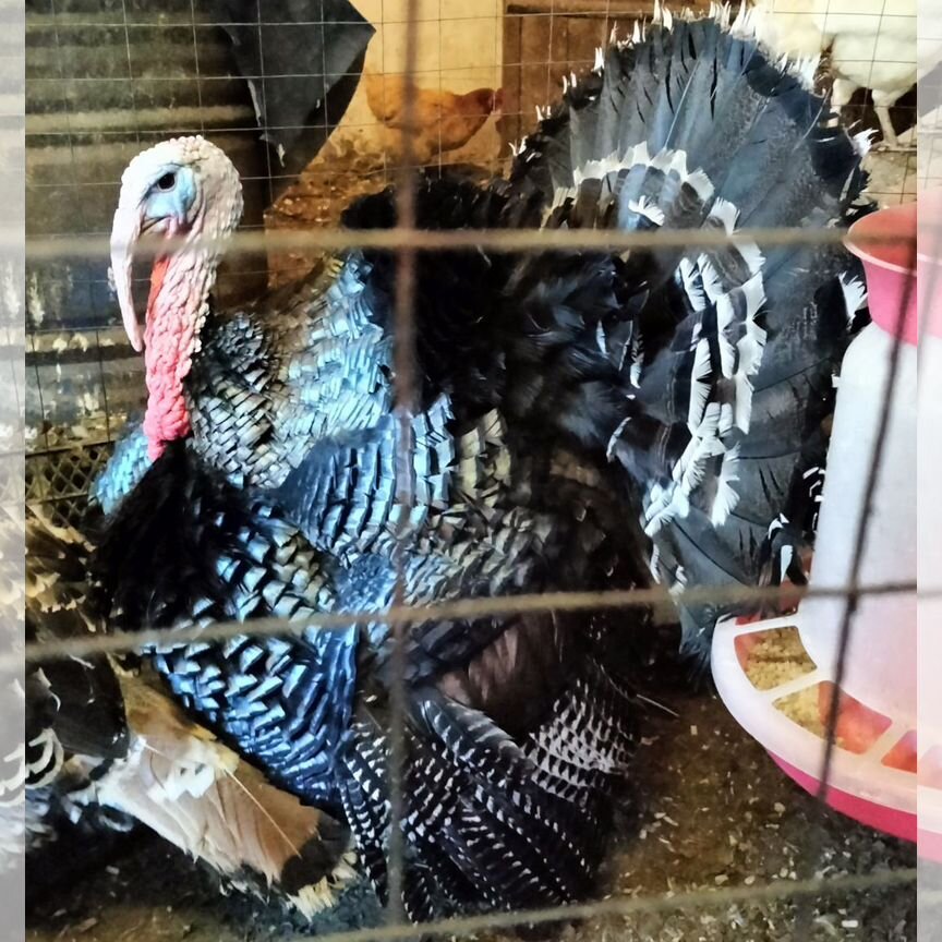 Индюк северокавказская бронза средний