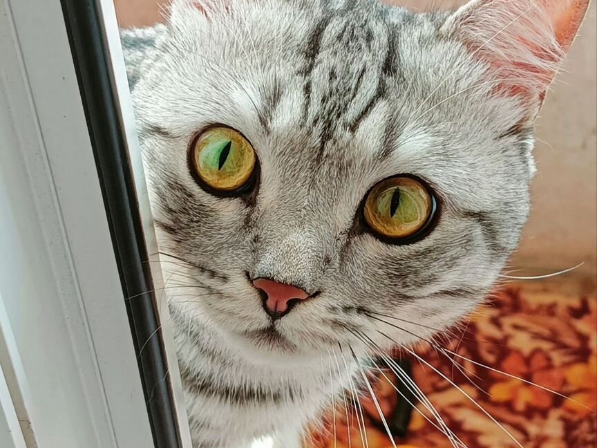 Отдадим кота в добрые руки