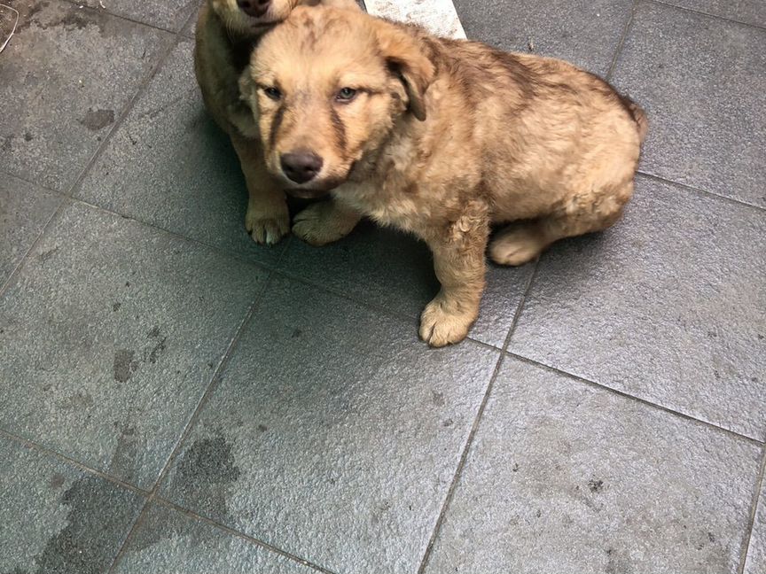 Медвежата ищут дом