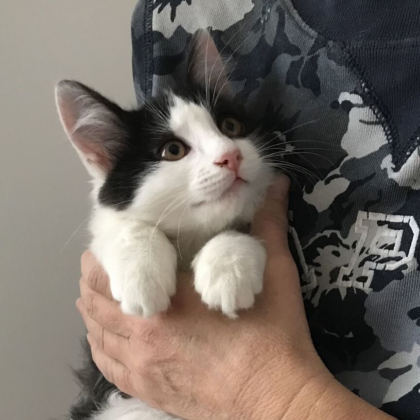 Котенок мальчик Максик