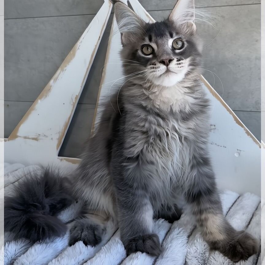 Мейн-кун котёнок
