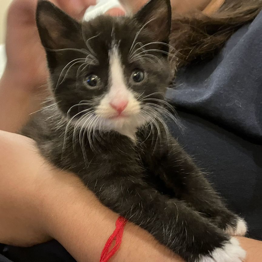 Нежный котенок