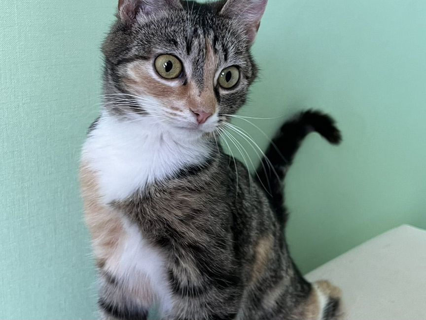 Кошка в добрые руки