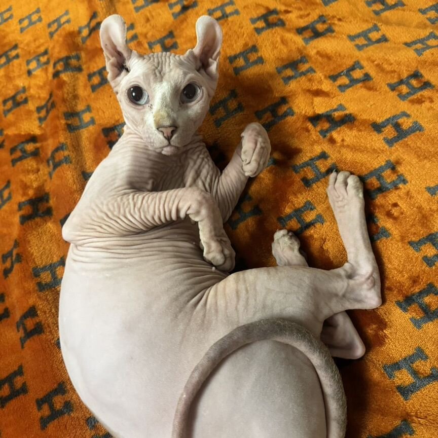 Кошка сфинкс эльф