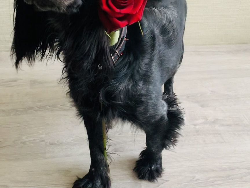 Ищем Добрый придобрые руки Откликнуться помочь