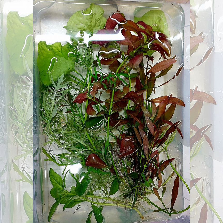 Набор аквариумных растений