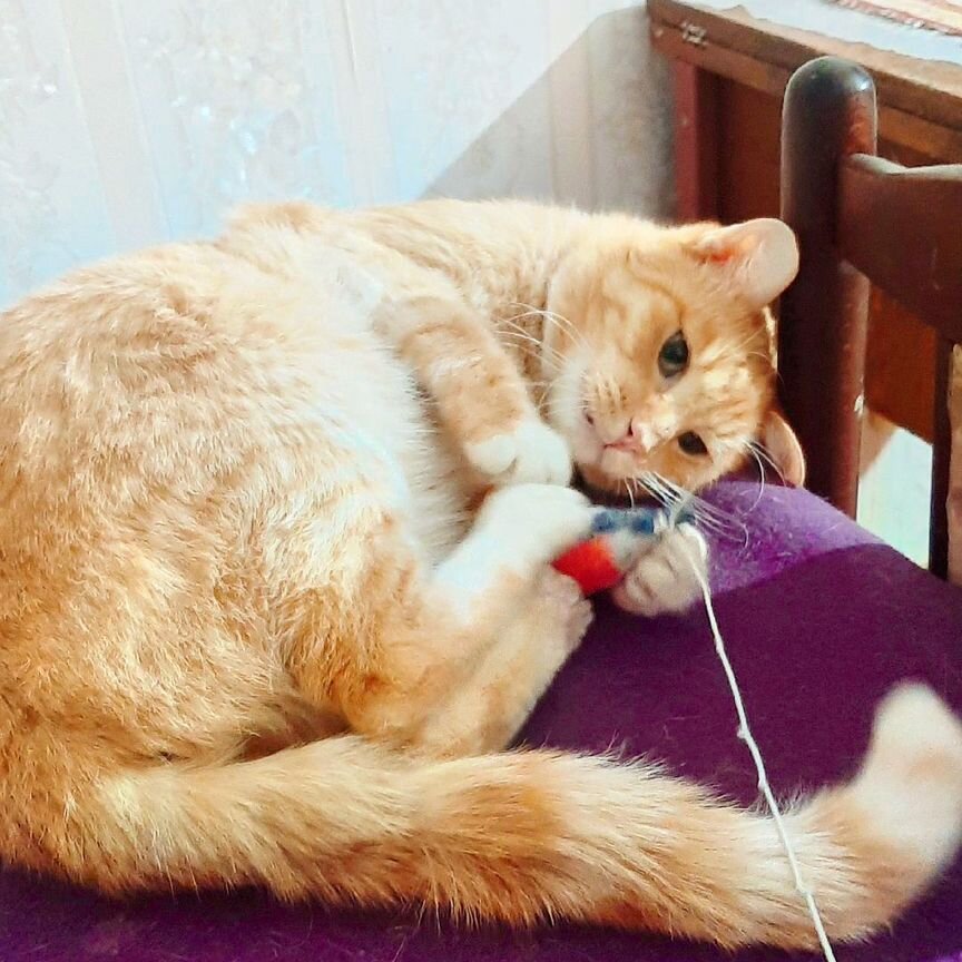 Рыжий котик ищет дом