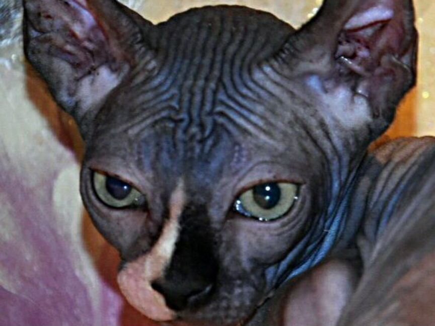 Которебенок мальчишка эльф