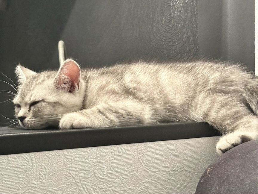 Шотладский котенок