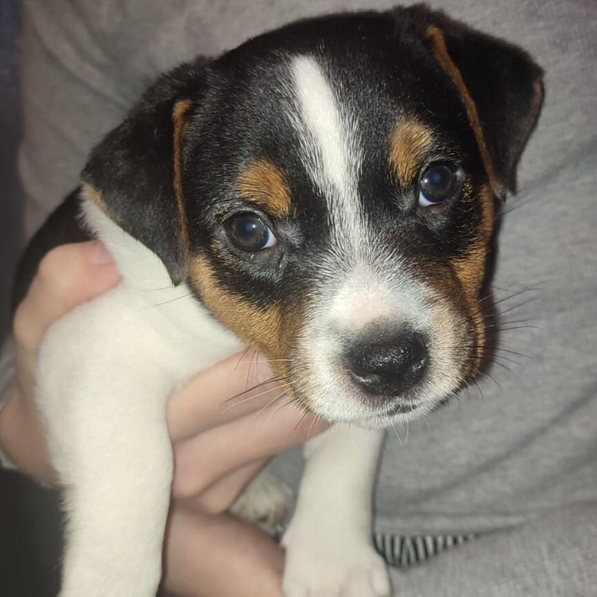 Джек-рассел-терьер, щенок