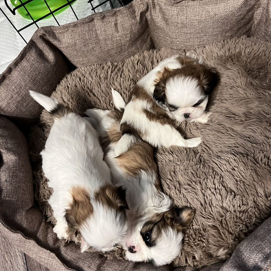 Ши-тцу, щенок