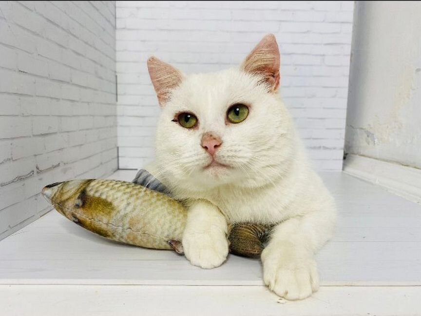 Кастрат Белый ответственным людям