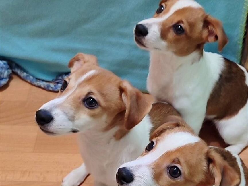 Джек Рассел WKU