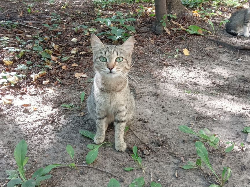 Зеленоглазый мальчик