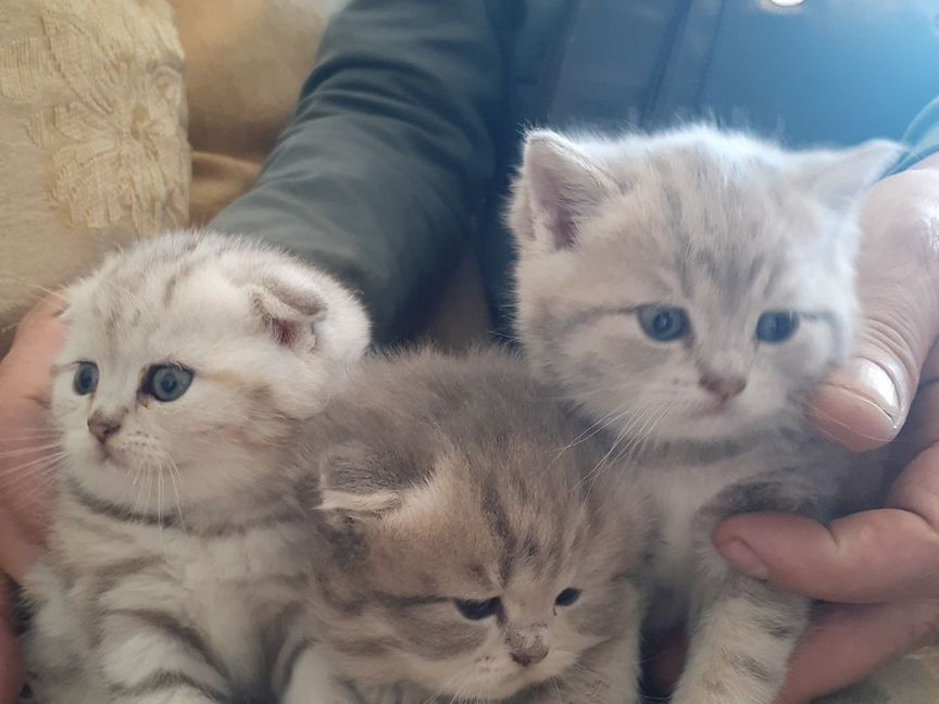 Кошки