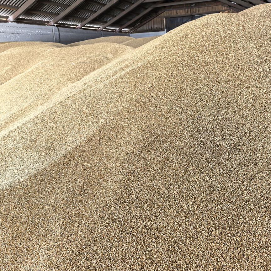 Ячмень фуражный