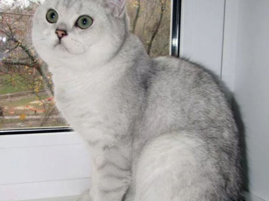 Британский шиншилла короткошерстный