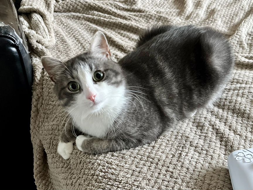 Ласковый котенок ищет дом