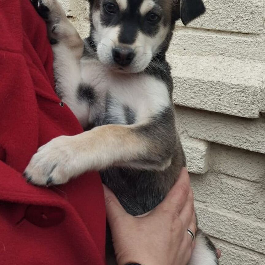 Малышка Челси ищет дом