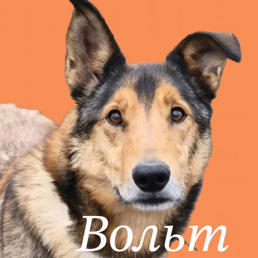 Взрослый пёс в добрые руки