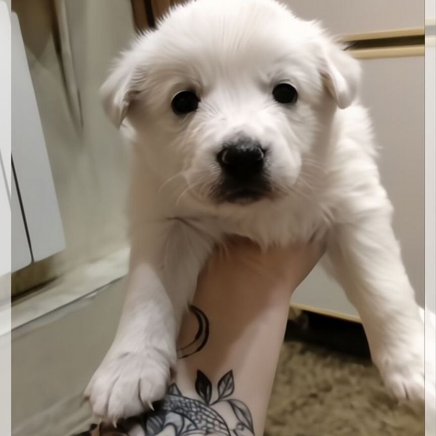 Щенок в добрые руки