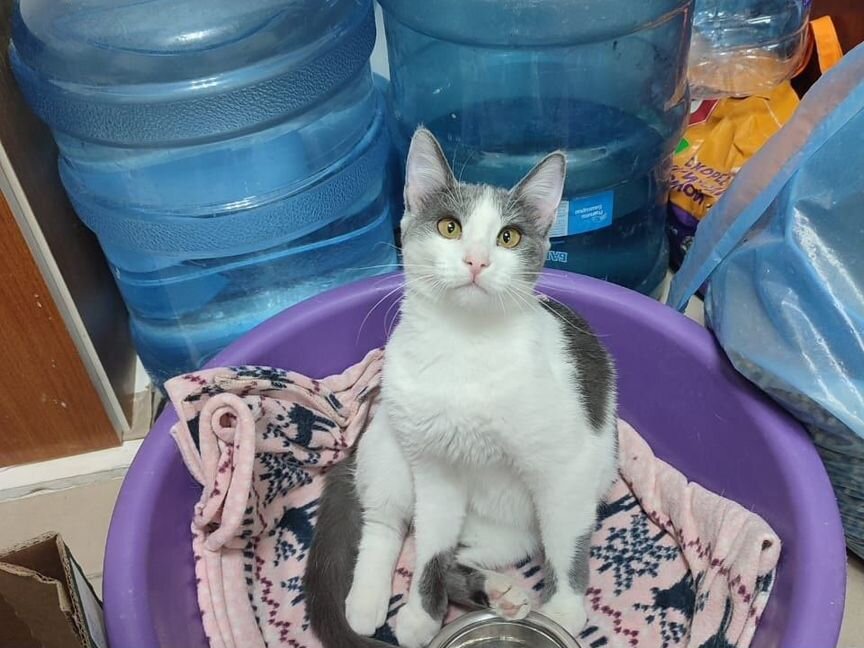 Кошка Аэлита ищет дом