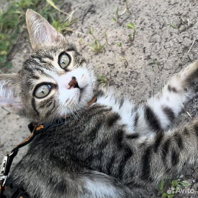 Котенок карокет