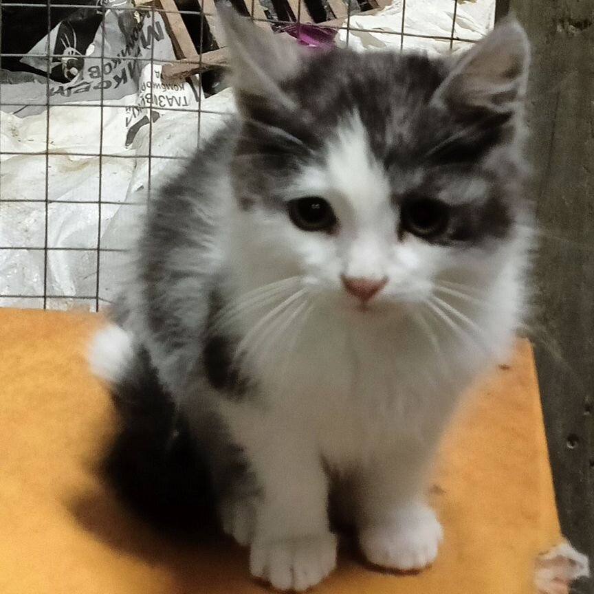 Котята