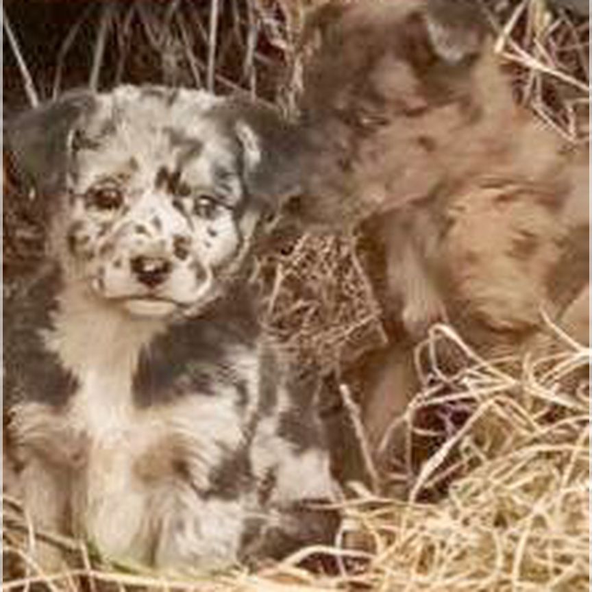 Супер красивые щенки в самые добрые руки