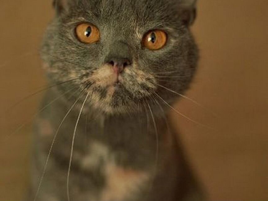 Кошка Марта (фенотип русская голубая)