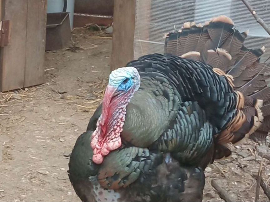 Дикие Американские индюки