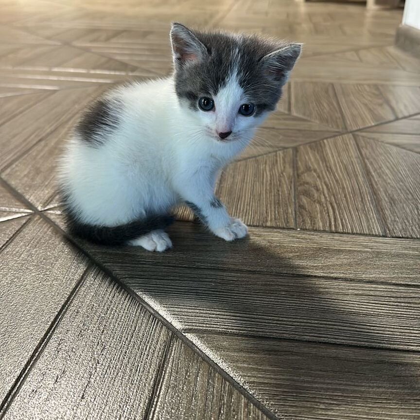 Котята в добрые руки даром бесплатно