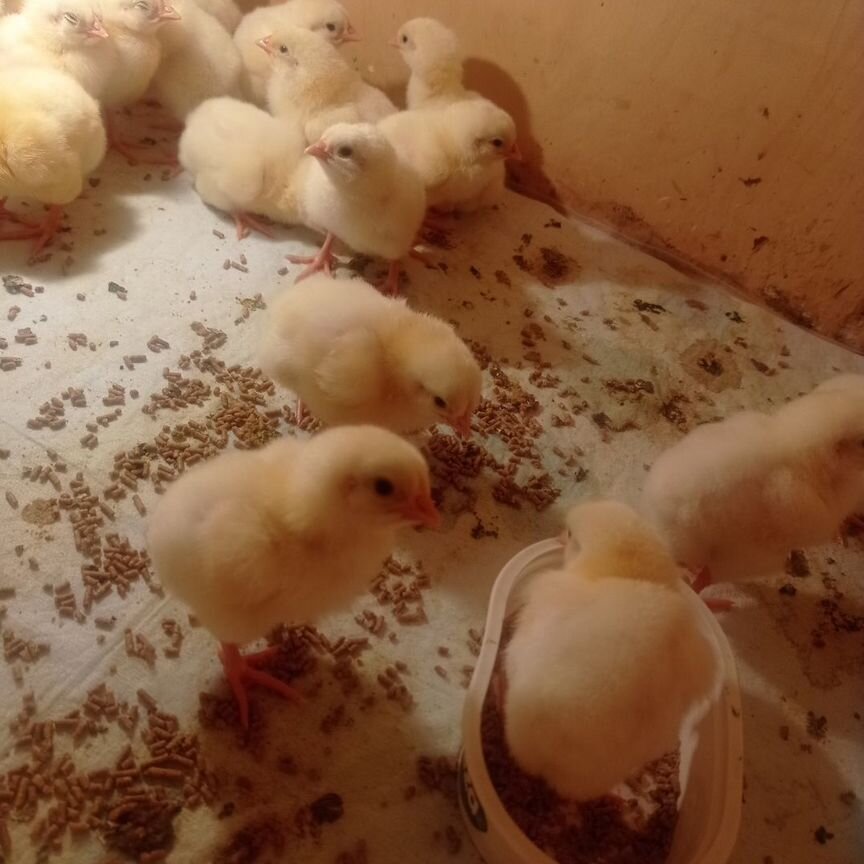 Цыплята бройлеры росс 308