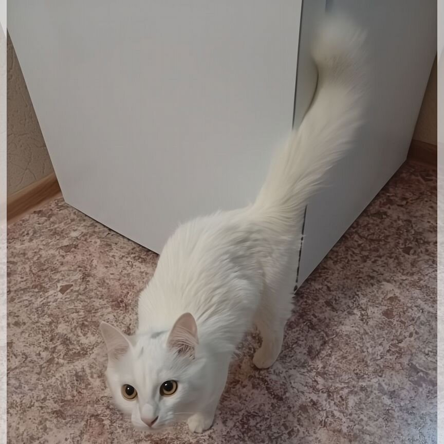 Турецкая ангора котёнок