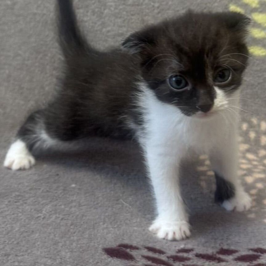 Шотландский вислоухий короткошёрстный котёнок