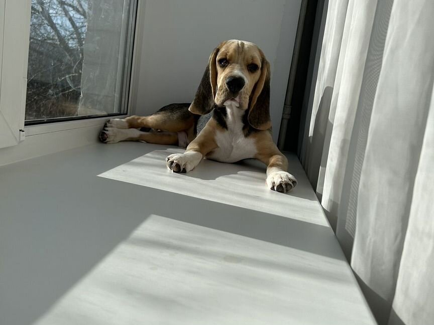 Домашние животные собаки