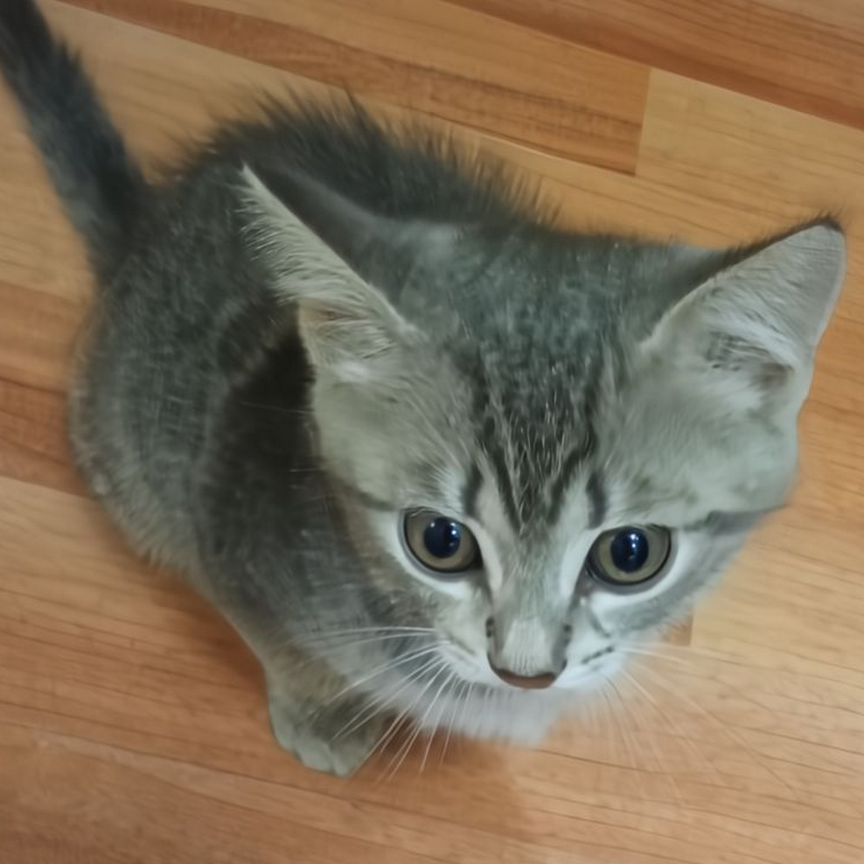 Котёнок в добрые руки