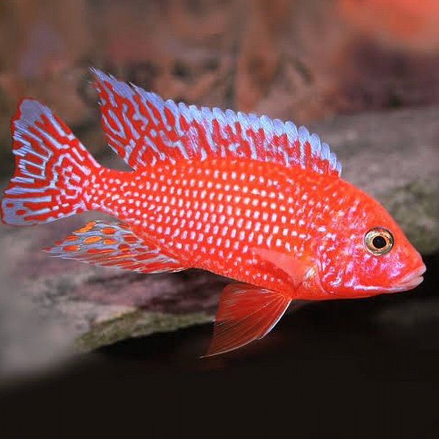 Акварюмные рыбки алунокара