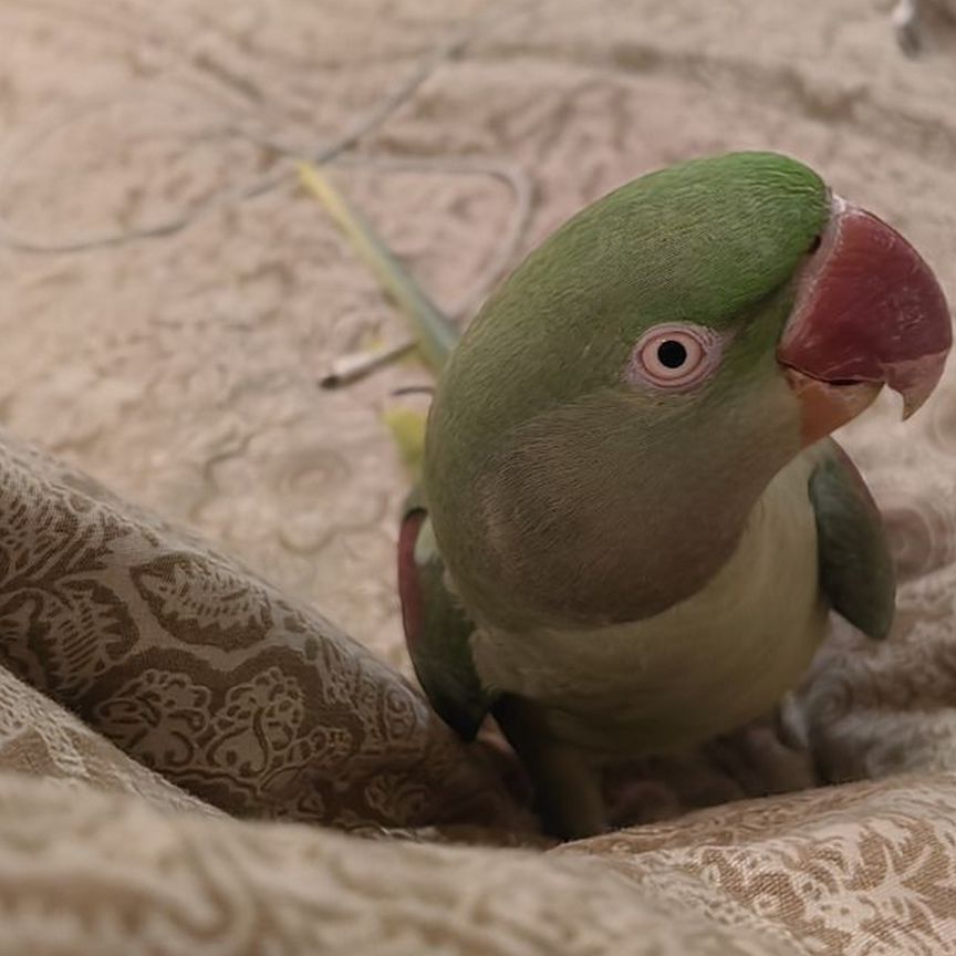 Александрийский попугай ручной