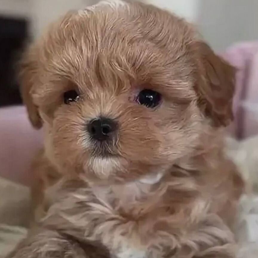 Мальтипу, щенок