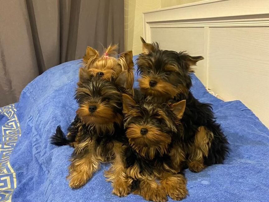 Собаки щенки йоркширского терьера